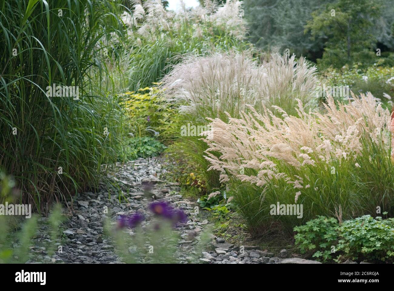 Silver grasses hi-res stock photography and images - Alamy