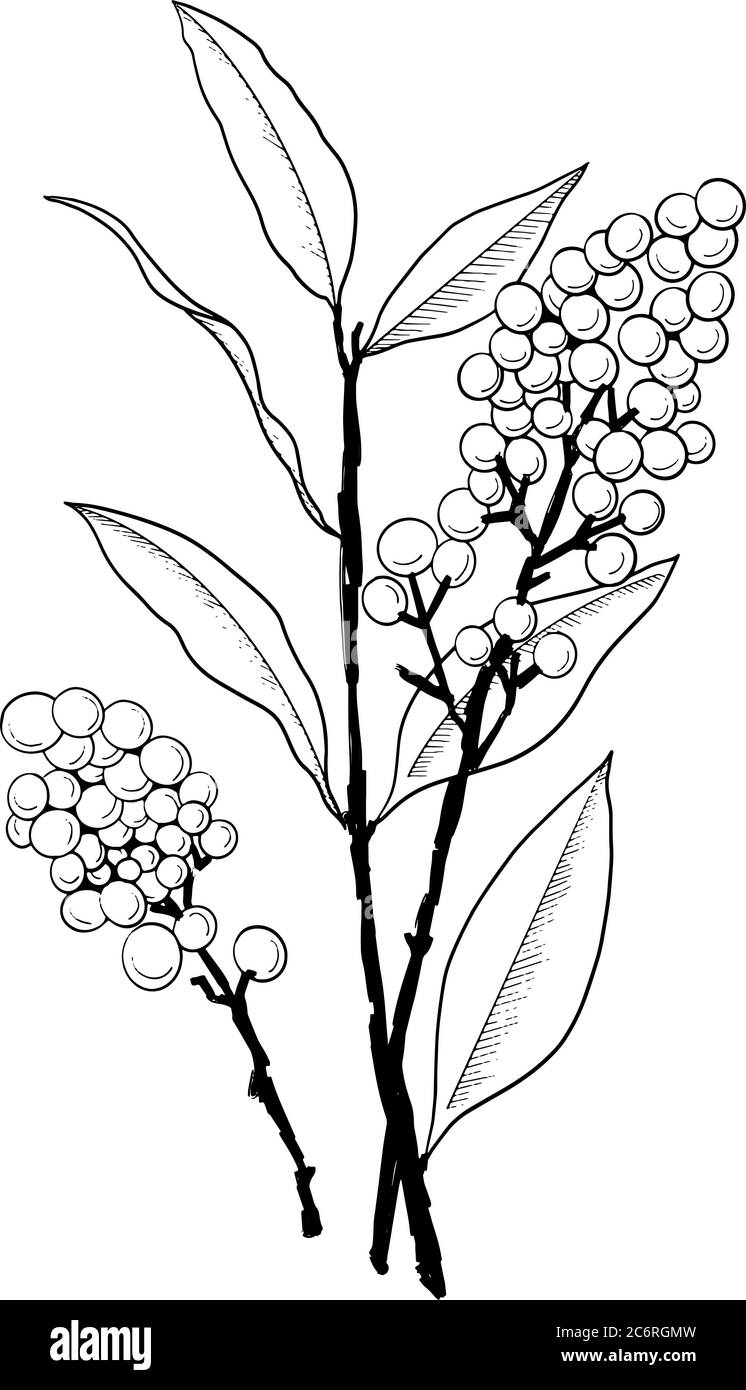 Vector hand-drawn outline berry illustration. line-art graphic resource ...