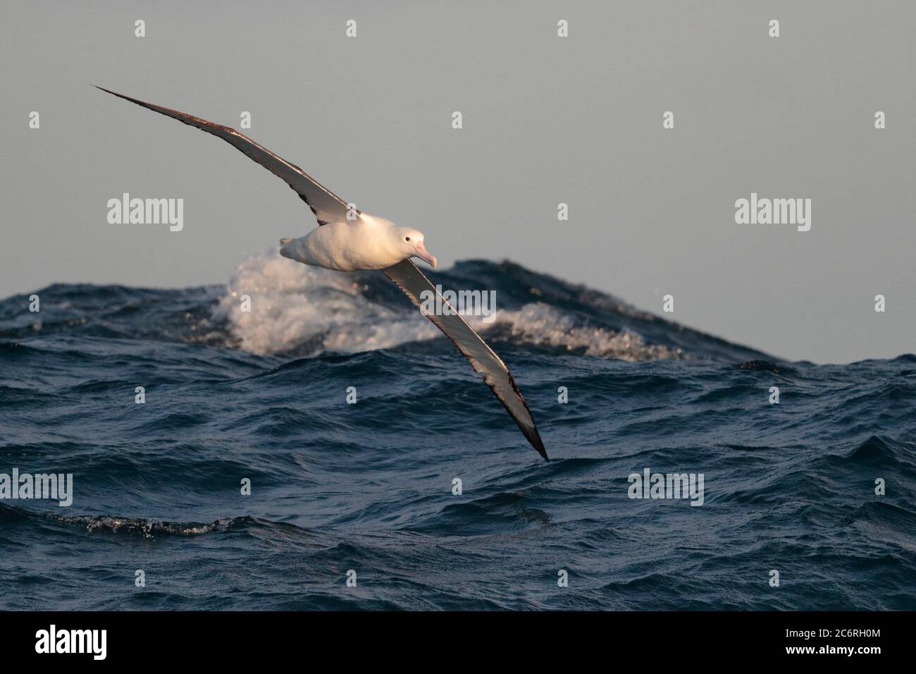 Northern albatross fishing hi-res stock photography and images - Alamy