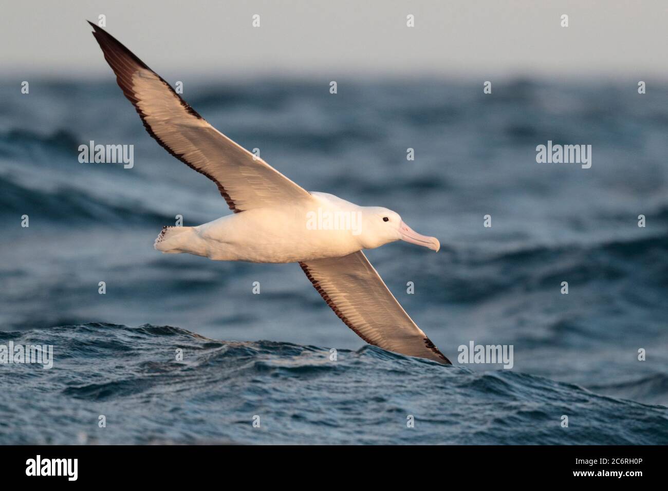 Southern royal albatross diomedea epomophora adult hi-res stock ...