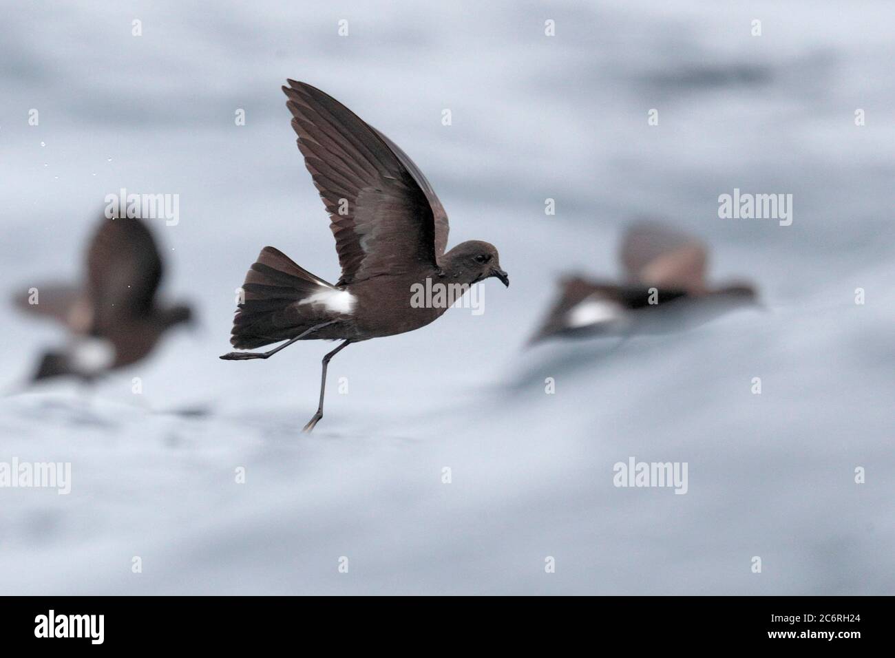 Wilson’s Storm-Petrel (Oceanites oceanicus), low angle, in flight over ...