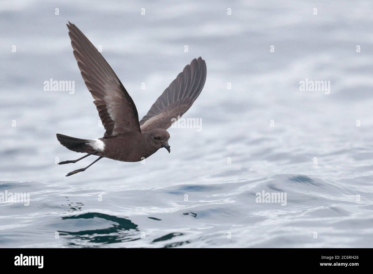 Humboldt Current High Resolution Stock Photography and Images - Alamy