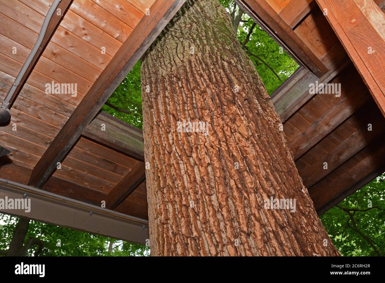 Structure of a tree hi-res stock photography and images - Alamy