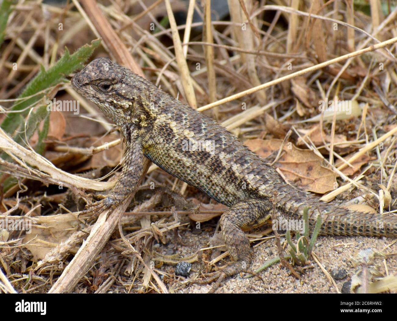 A male coast range fence lizard (Sceloporus occidentalis bocourtii), a ...