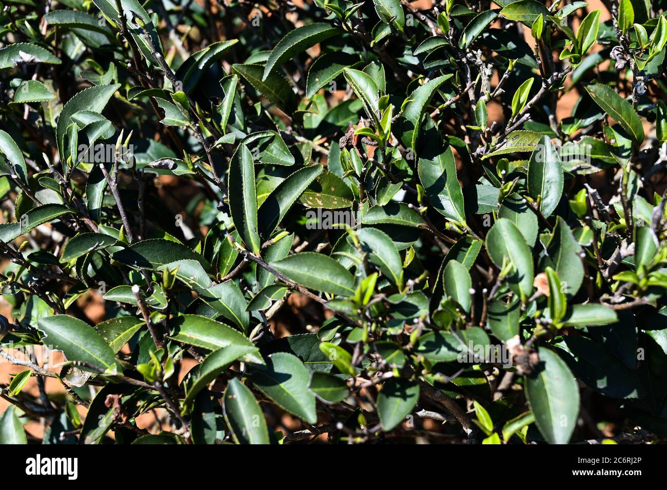 Close up tea leaves hi-res stock photography and images - Alamy