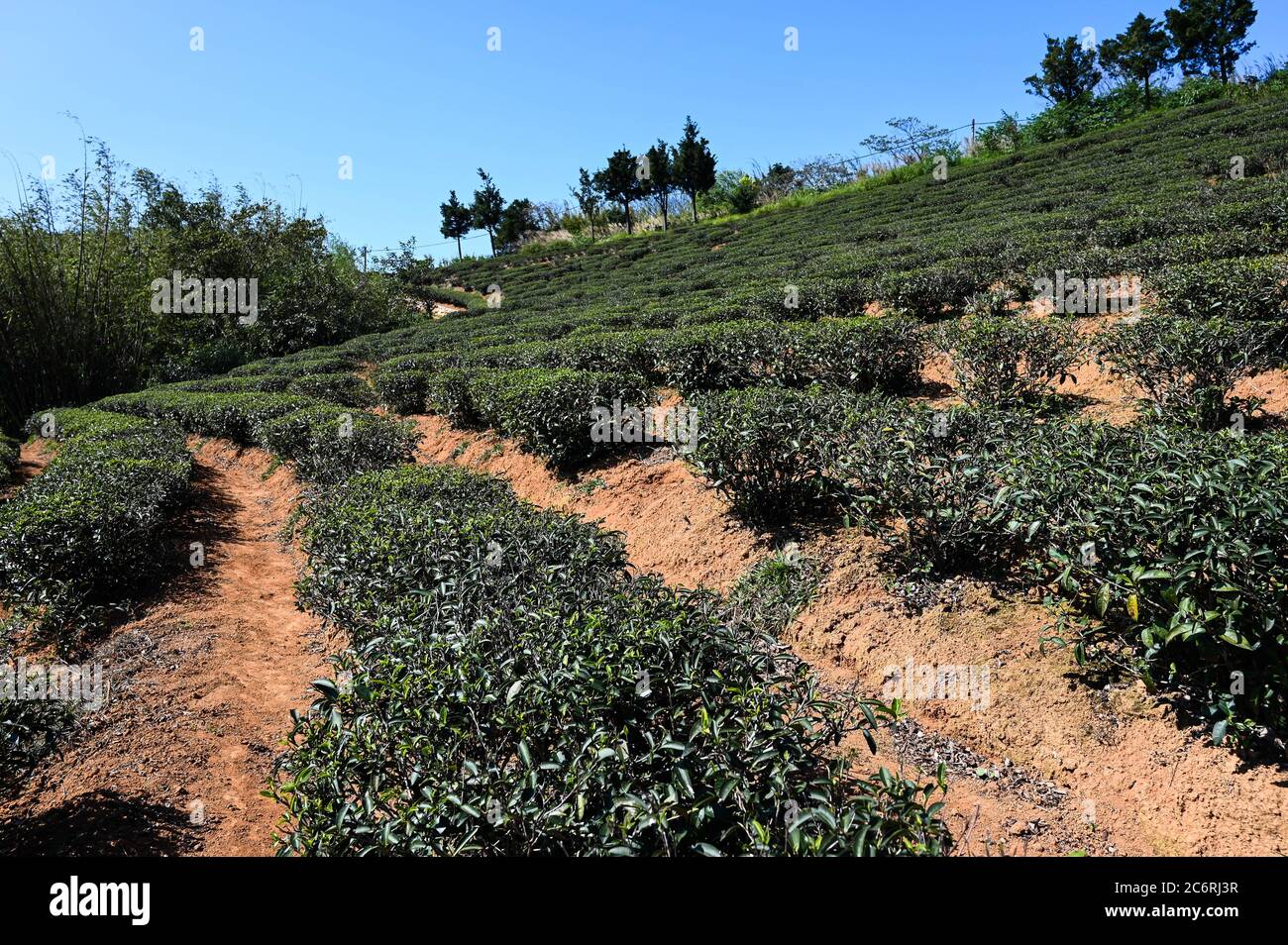 Close up tea leaves hi-res stock photography and images - Alamy