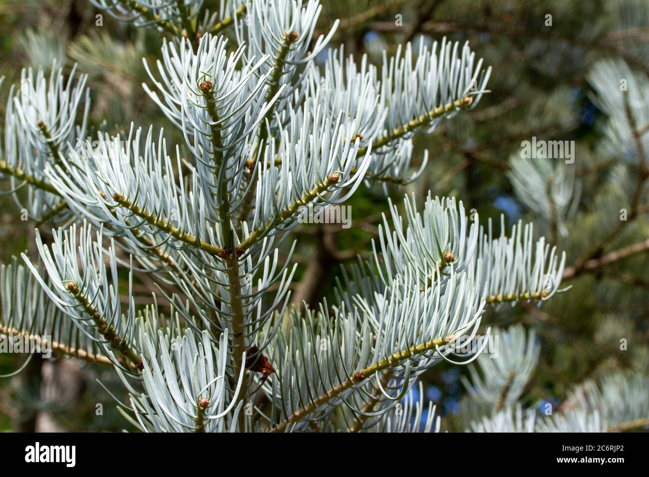 White fir pinaceae abies concolor hi-res stock photography and images ...