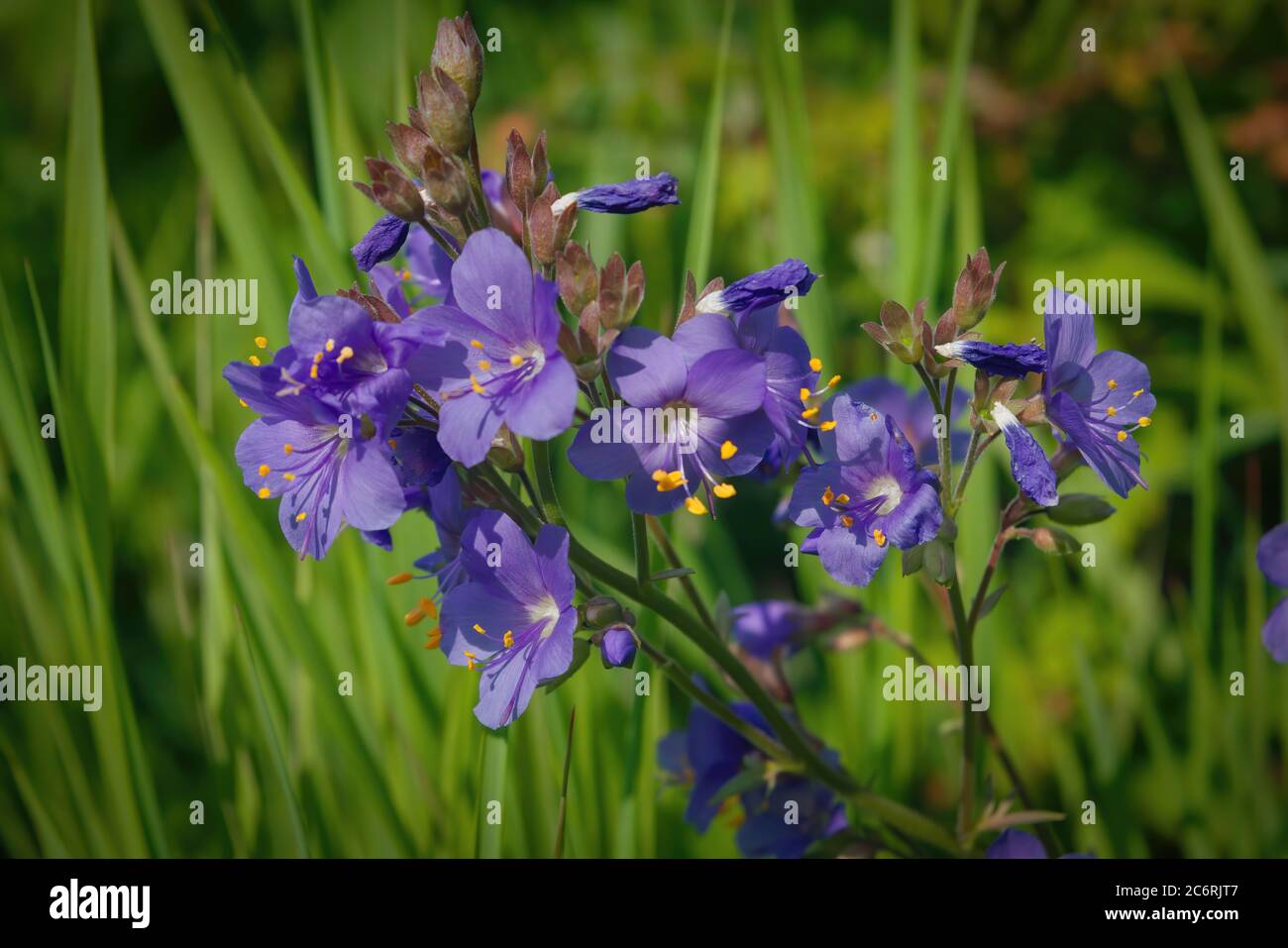 Greek valerian hi-res stock photography and images - Alamy