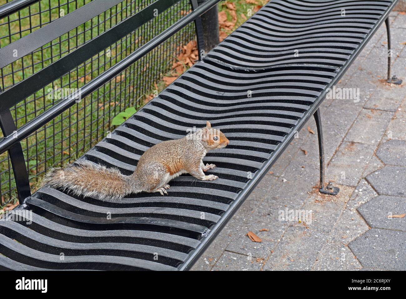 Single squirrel sitting on a bench in NYC park Stock Photo - Alamy