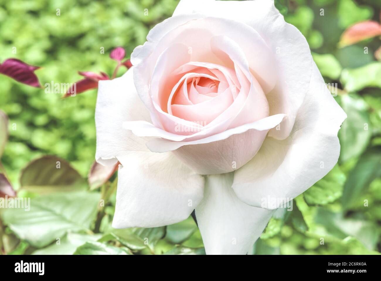 Beautiful pink and white hybrid tea rose in the garden Stock Photo - Alamy