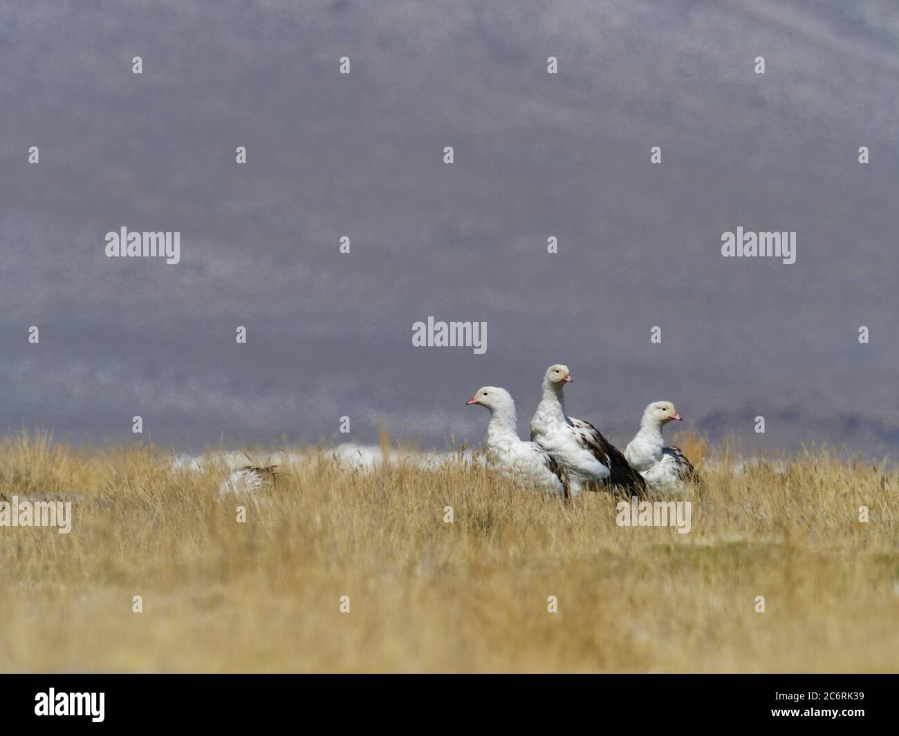 Puna peru grassland hi-res stock photography and images - Alamy