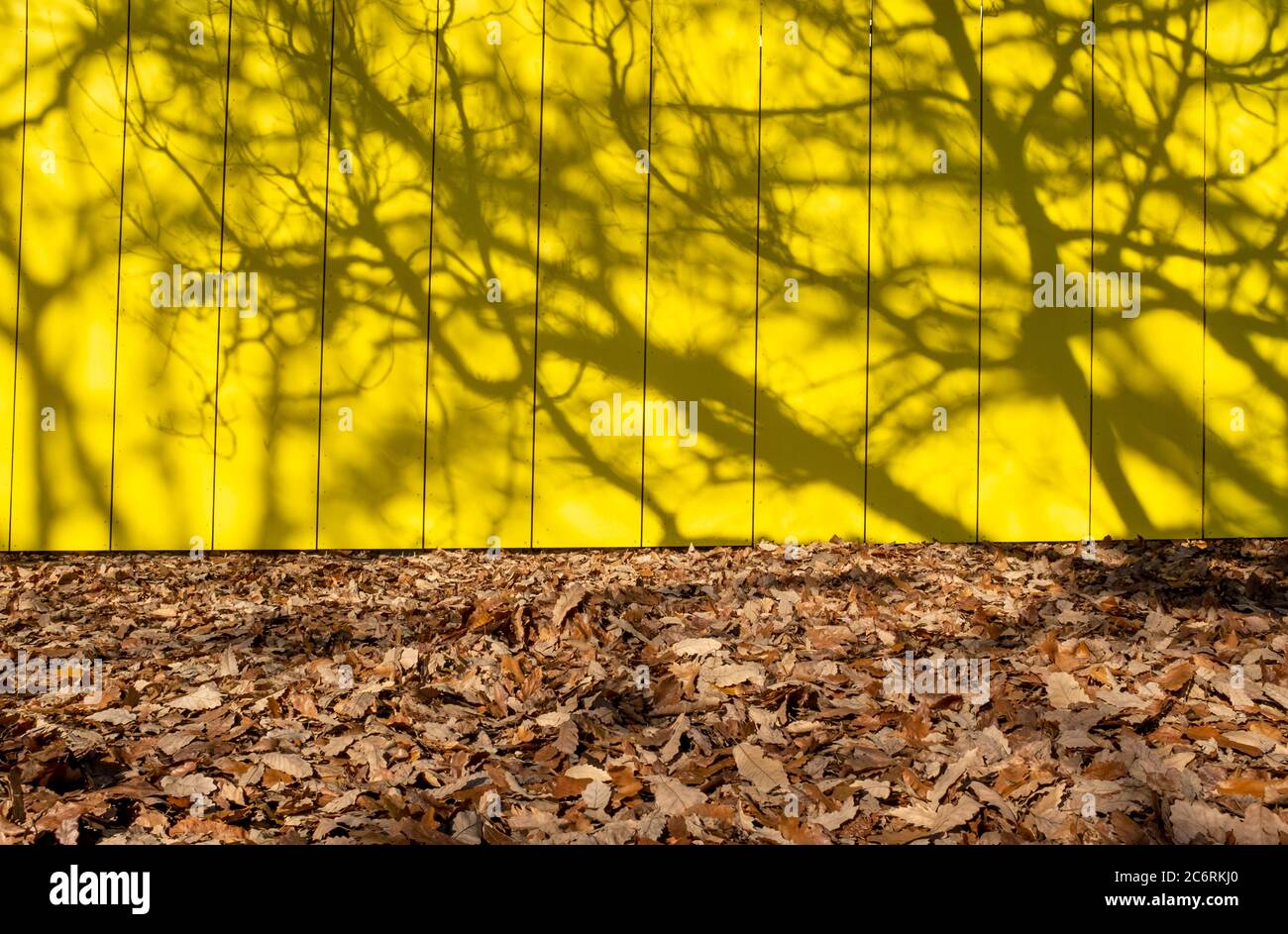 Reflection of the tree hi-res stock photography and images - Alamy