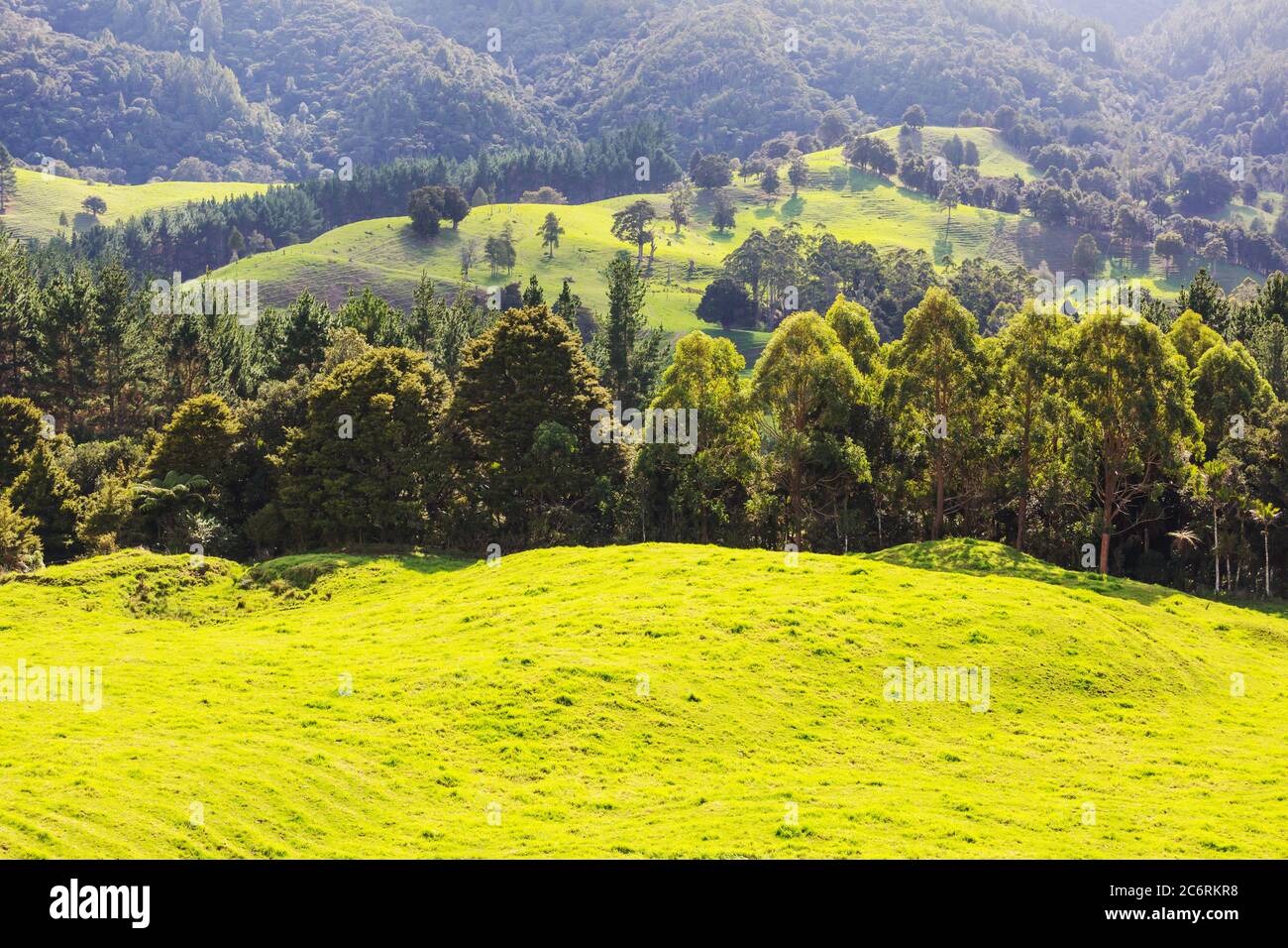 Beautiful rural landscape of the New Zealand - green hills and trees ...
