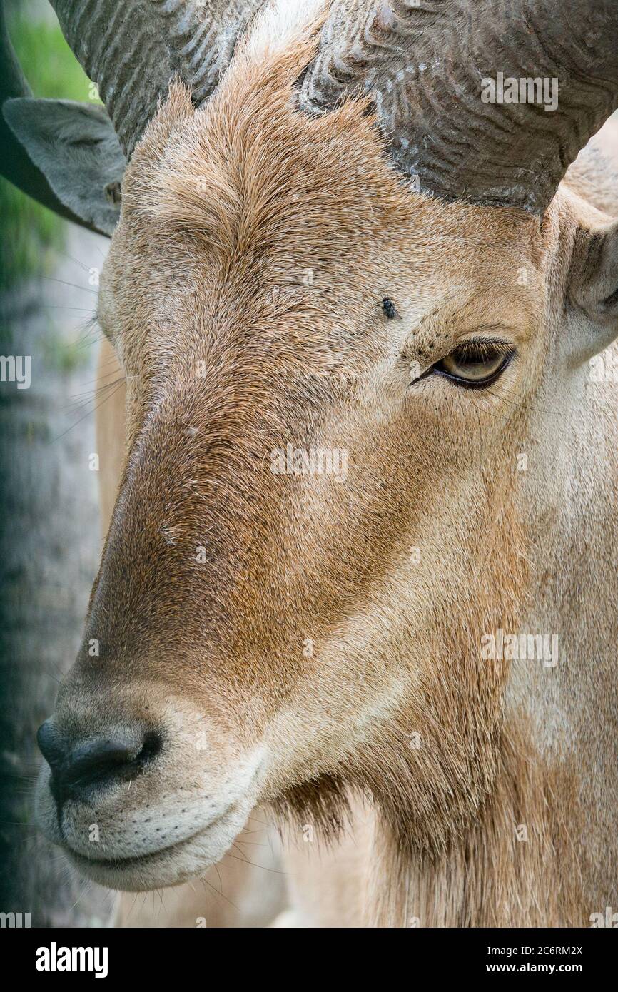 The Libyan Barbary Sheep (Ammotragus lervia fassini) seen at the ...