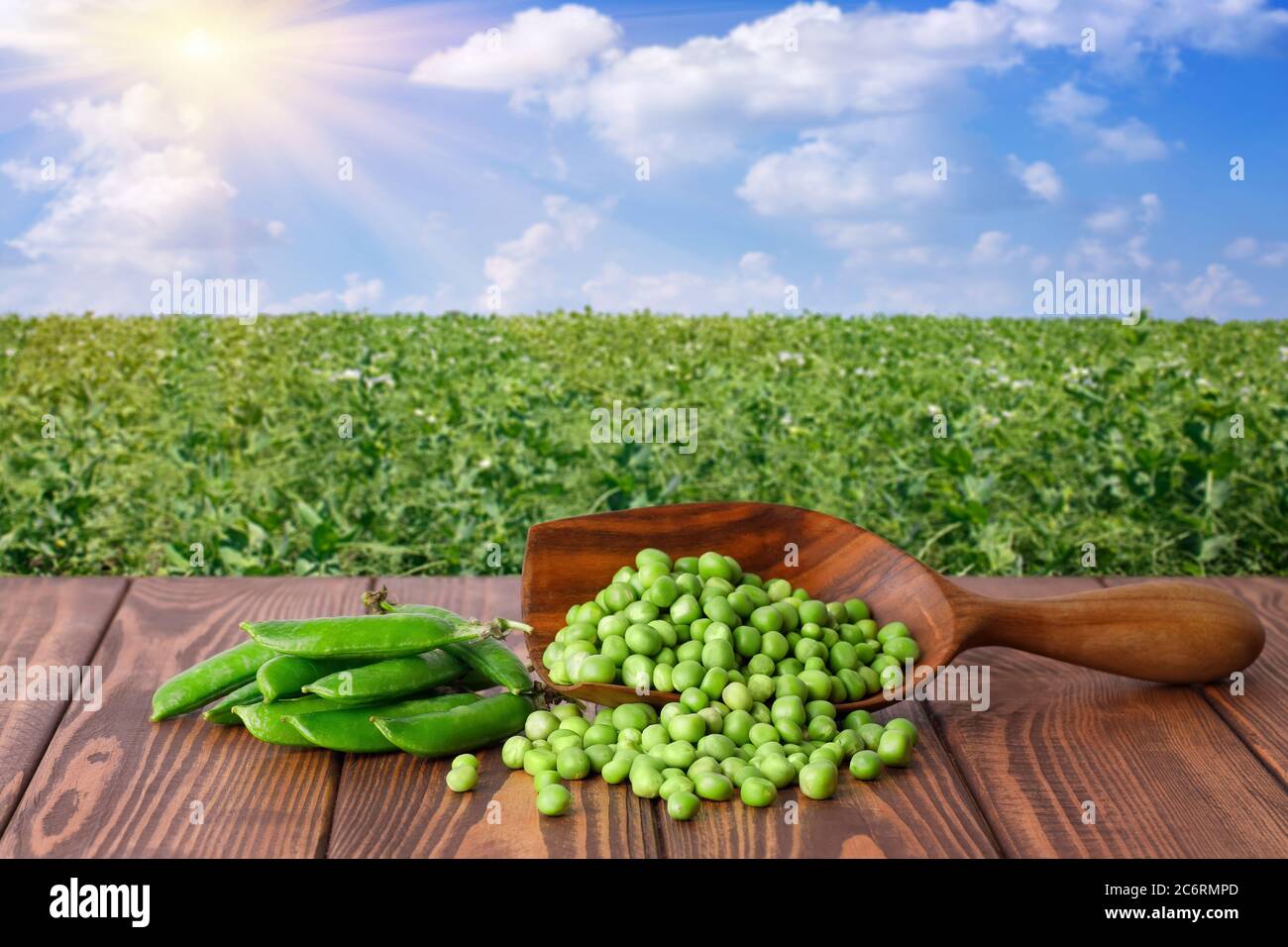 Peas field sun hi-res stock photography and images - Alamy
