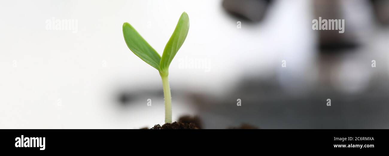 Green sprouting hi-res stock photography and images - Alamy