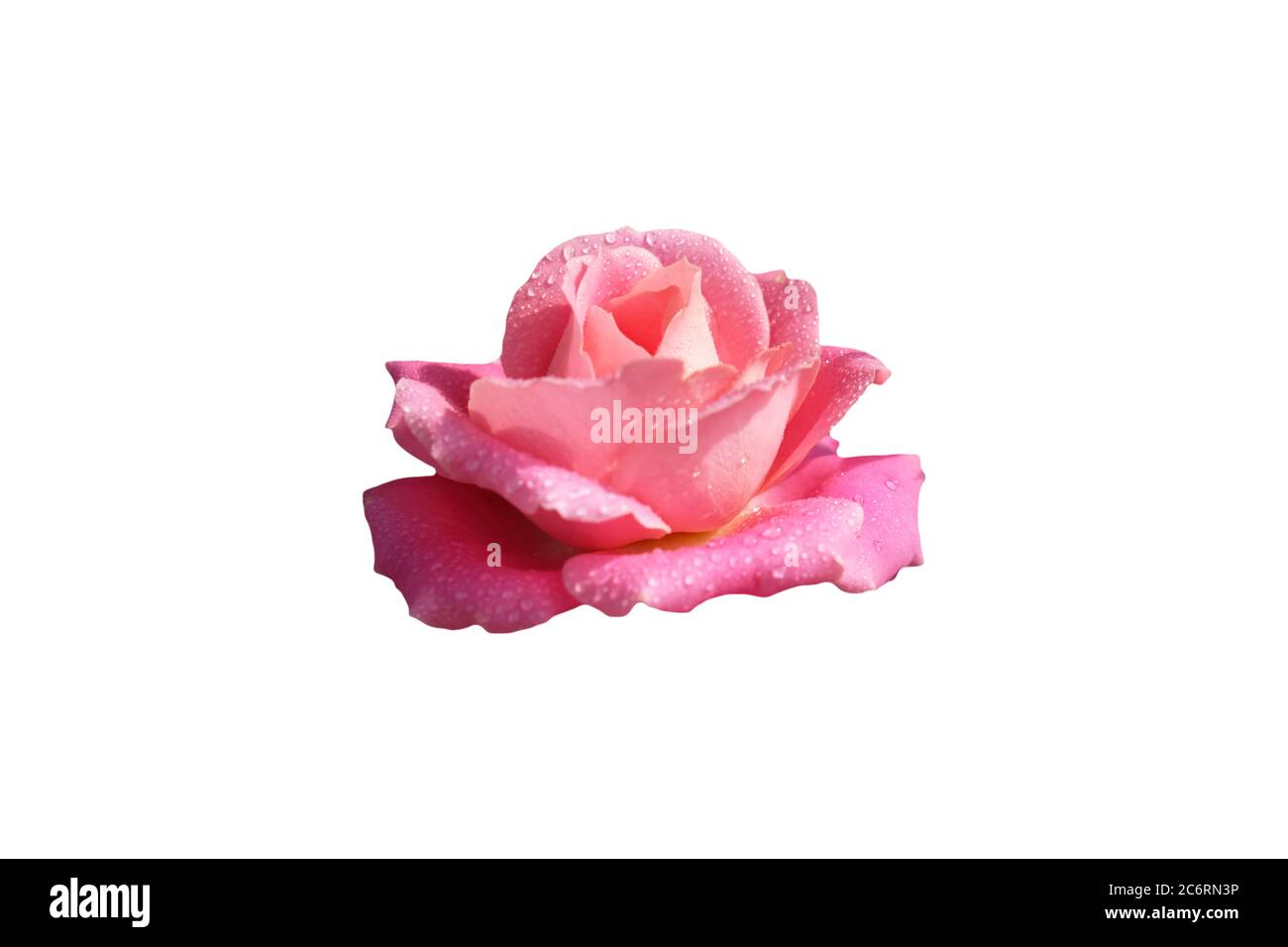 Pink rose flower with dew drops isolated with clipping mask on white ...