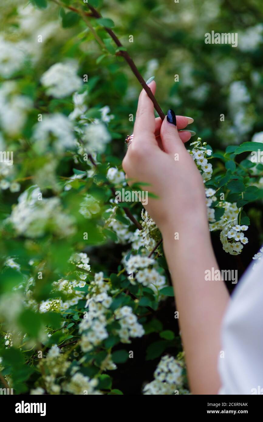 Beautiful girl hands with a branch of a blossoming tree Stock Photo - Alamy