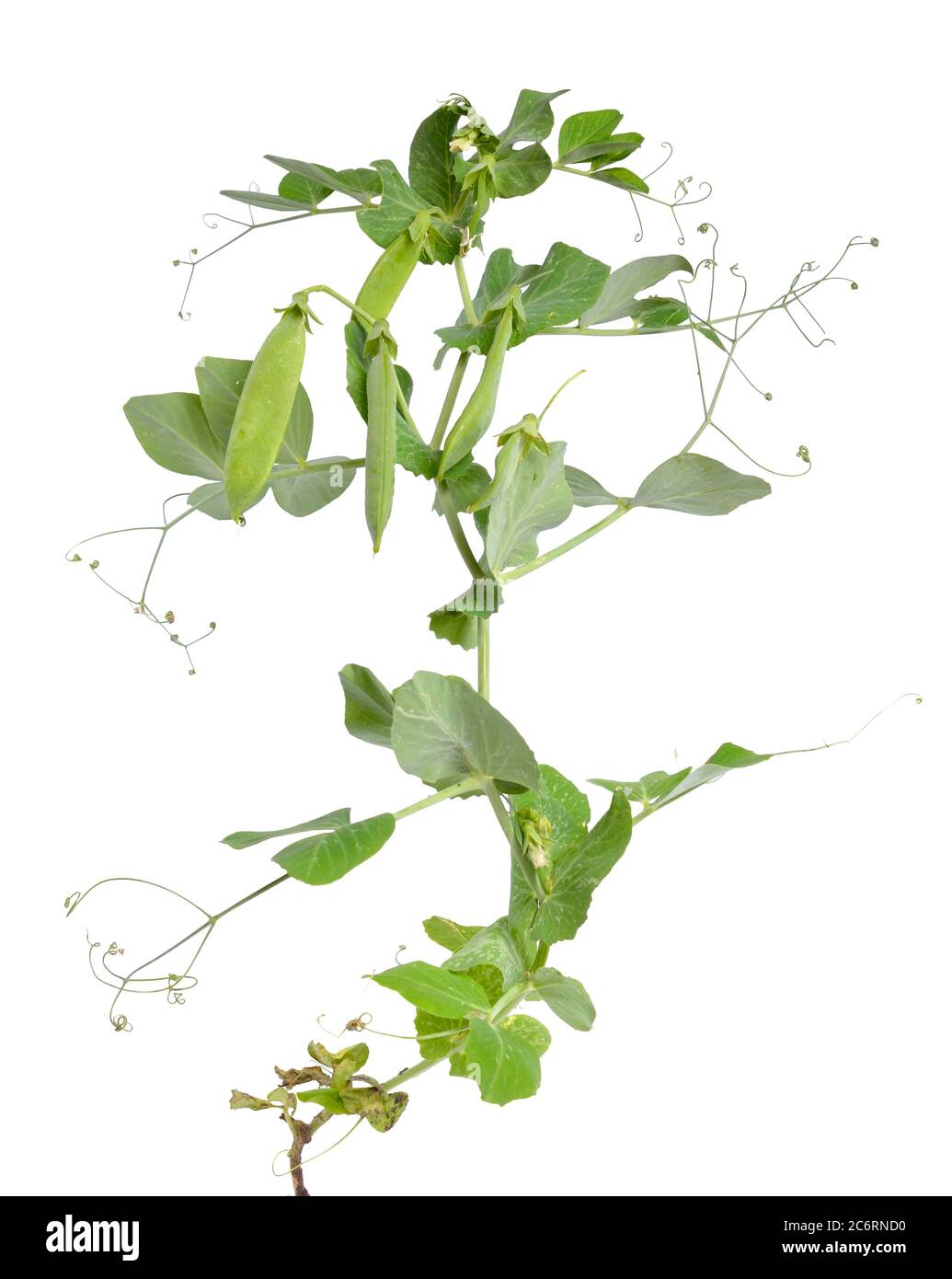 The pea or Pisum sativum isolated on white background Stock Photo - Alamy