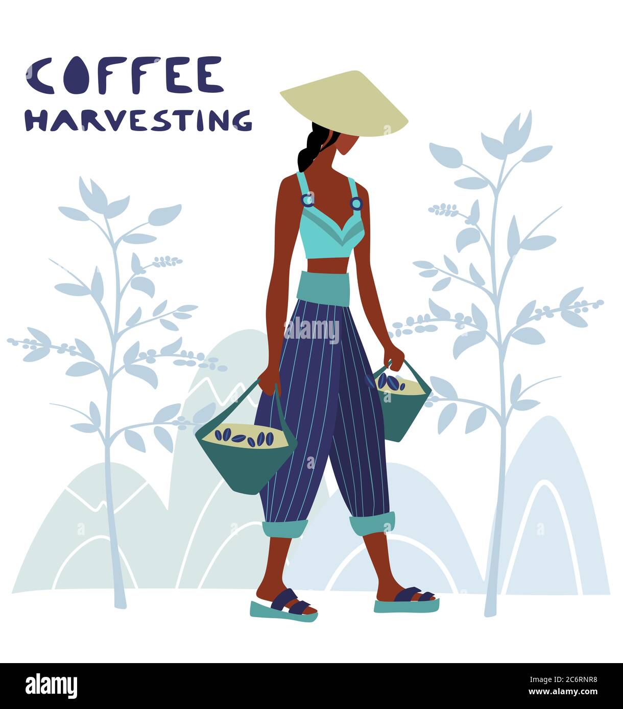 Woman unidentified coffee farmer is harvesting coffee berries in the ...