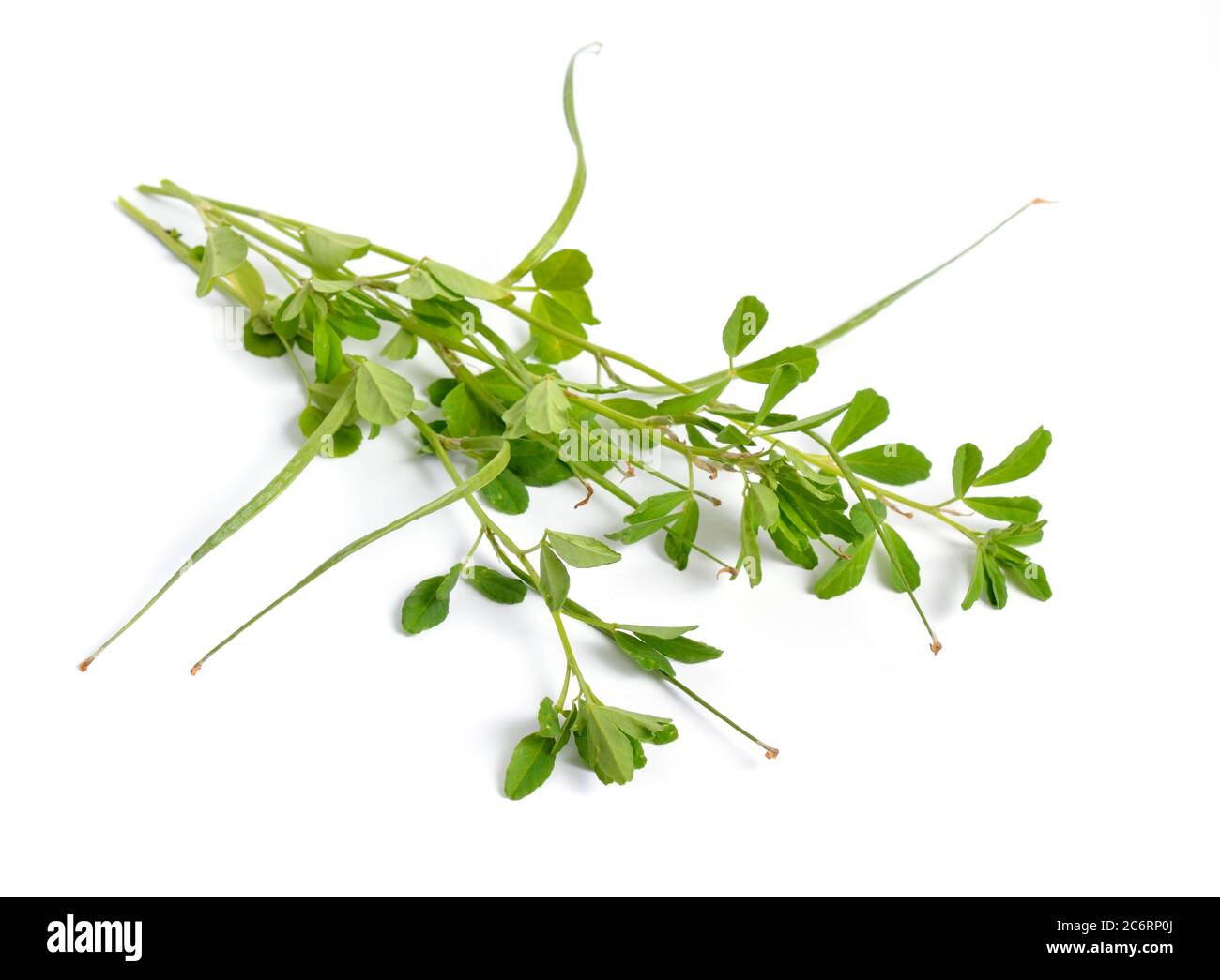 Fenugreek or Trigonella foenum-graecum. Green plant. Isolated on white ...