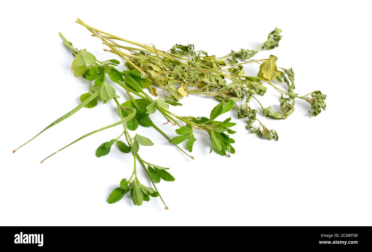 Fenugreek or Trigonella foenum-graecum. Green ang dried plant. Isolated ...
