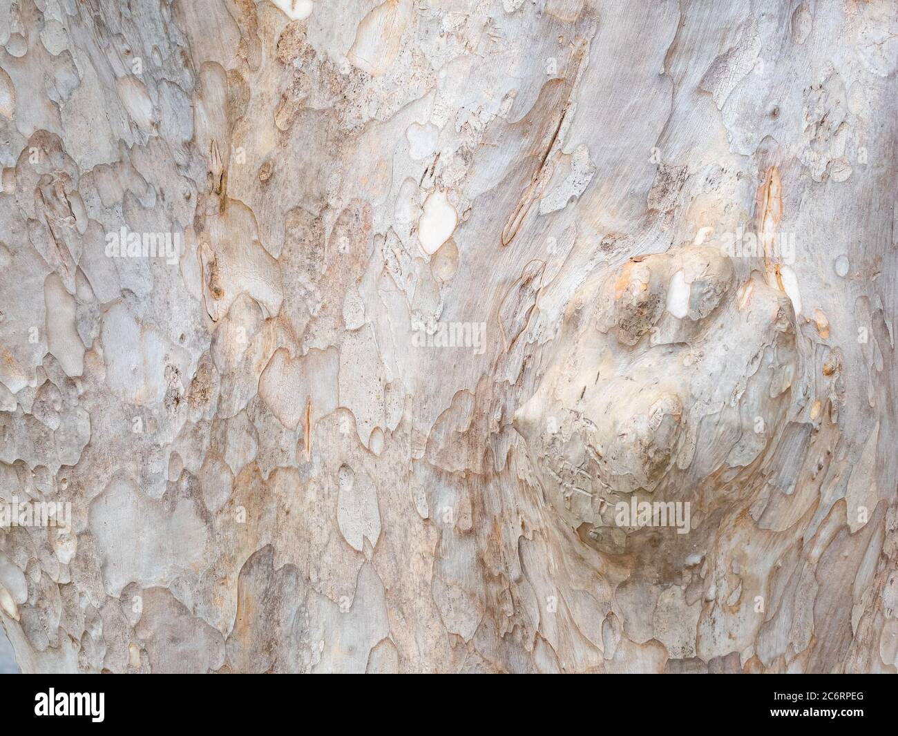 full frame bark of tree for natural background and texture Stock Photo ...