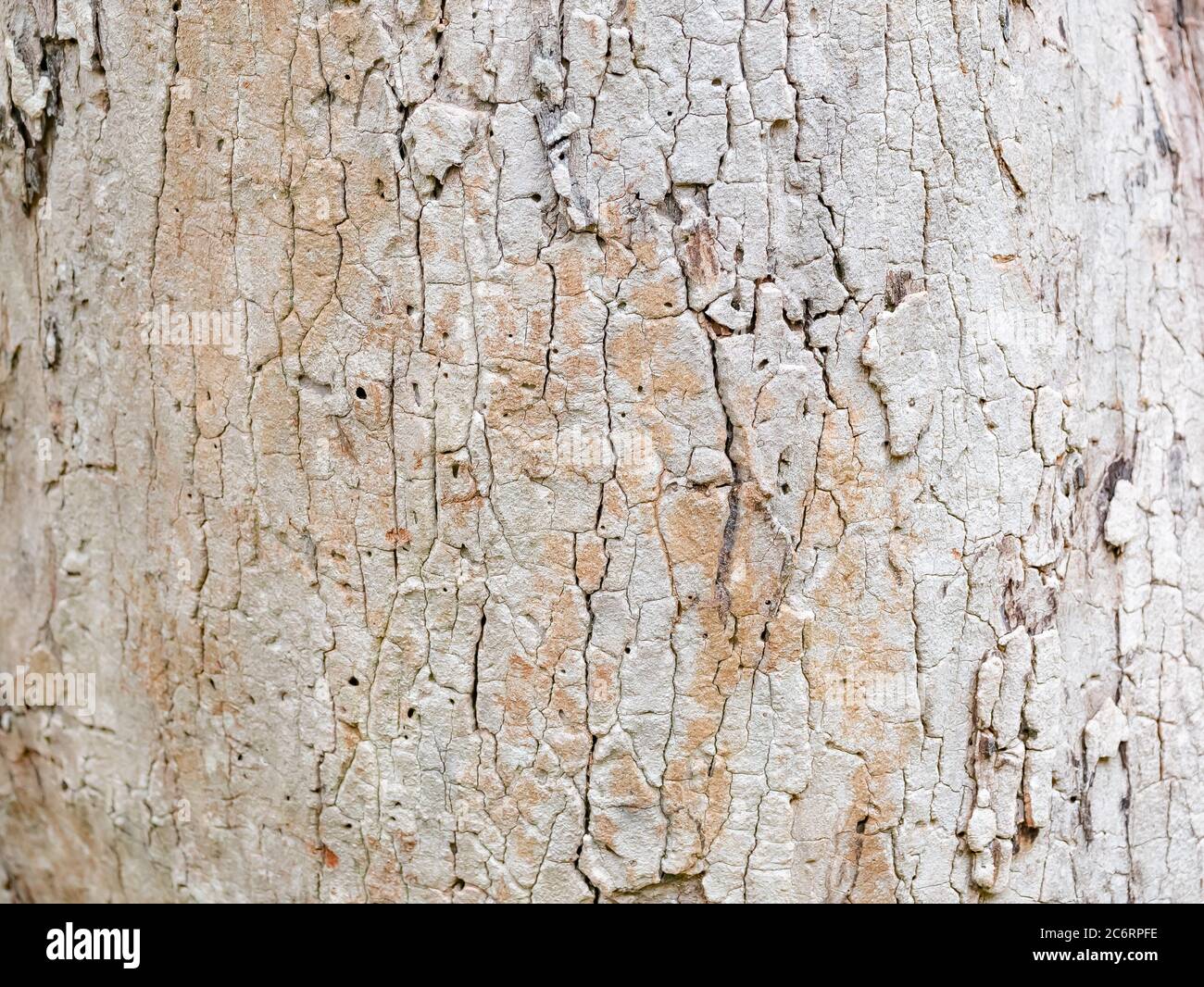 full frame bark of tree for natural background and texture Stock Photo ...