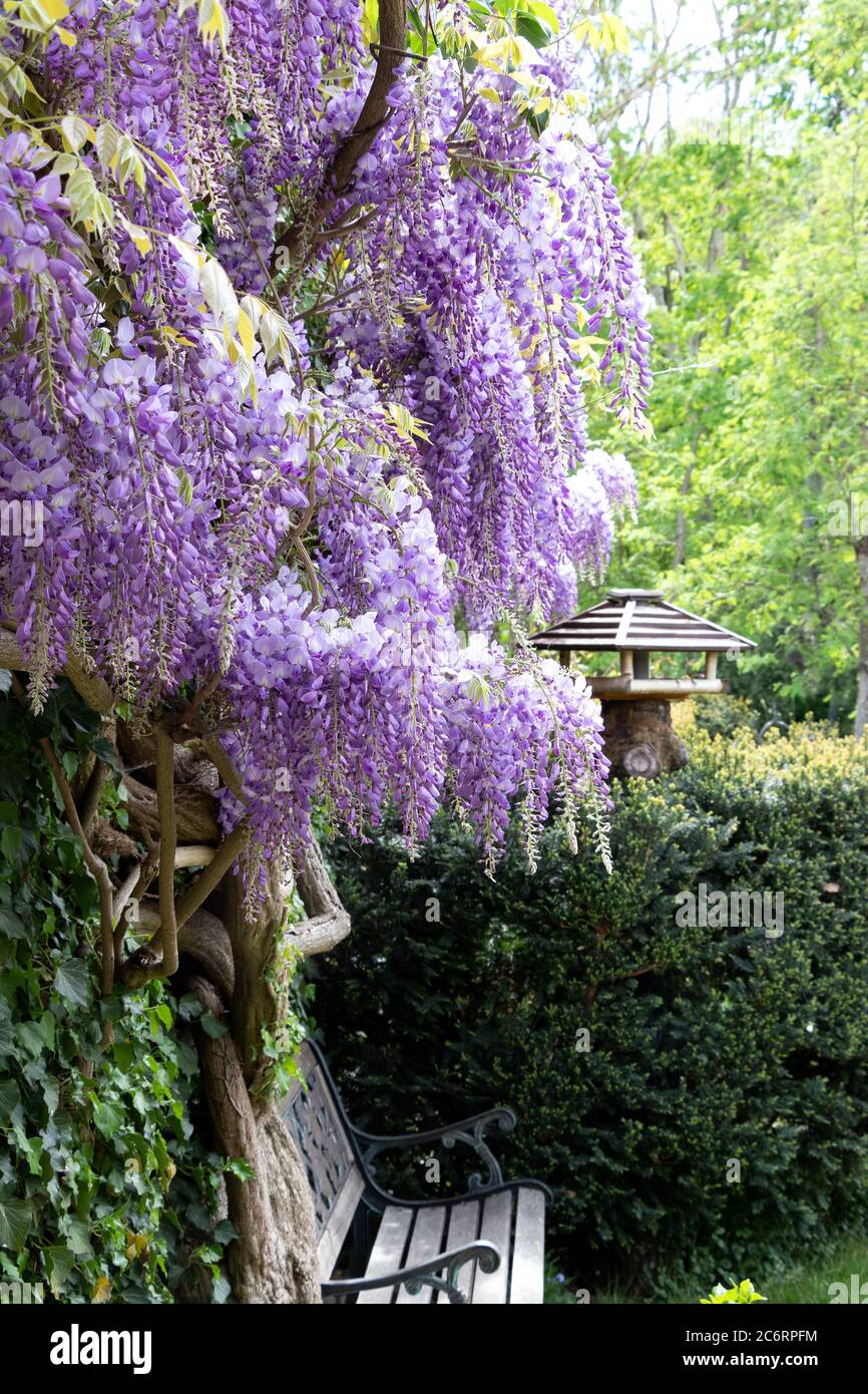 Purple wisteria hi-res stock photography and images - Alamy