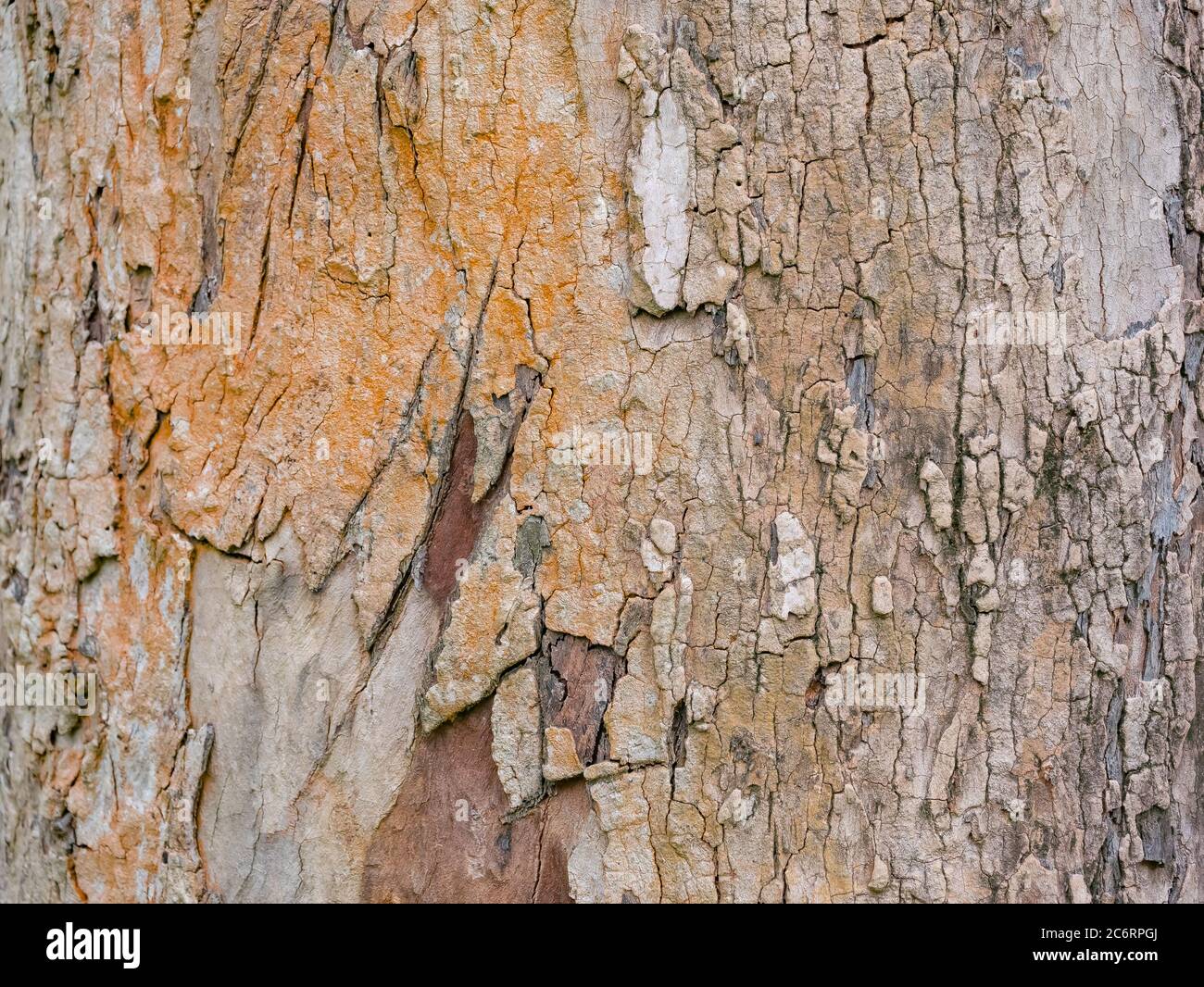 full frame bark of tree for natural background and texture Stock Photo ...