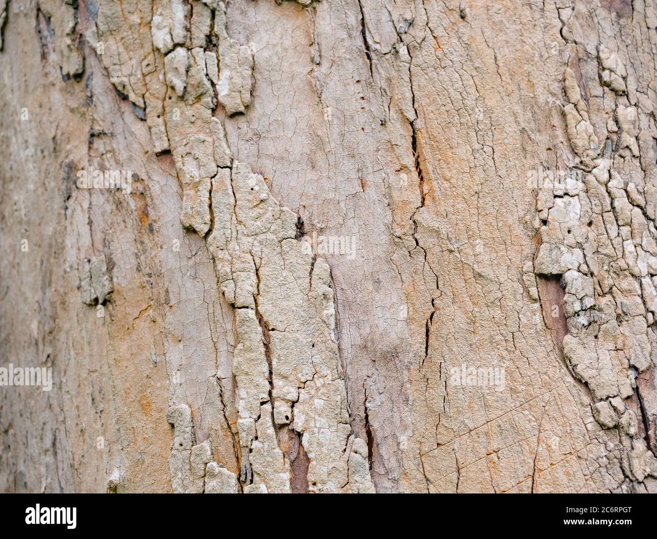 full frame bark of tree for natural background and texture Stock Photo ...