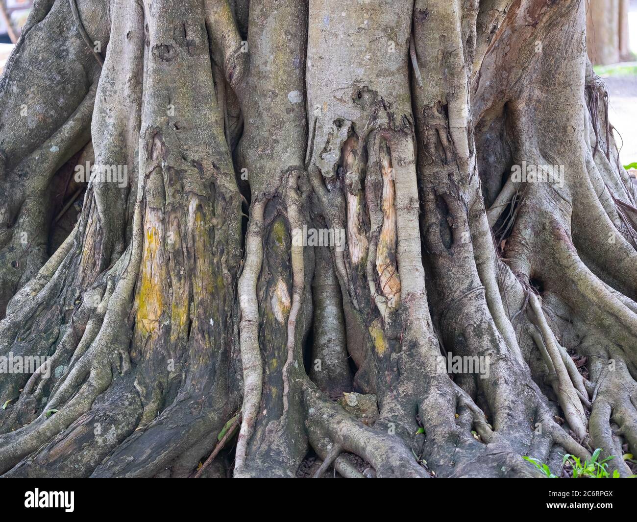 brown trunk of banyan tree forest background Stock Photo - Alamy