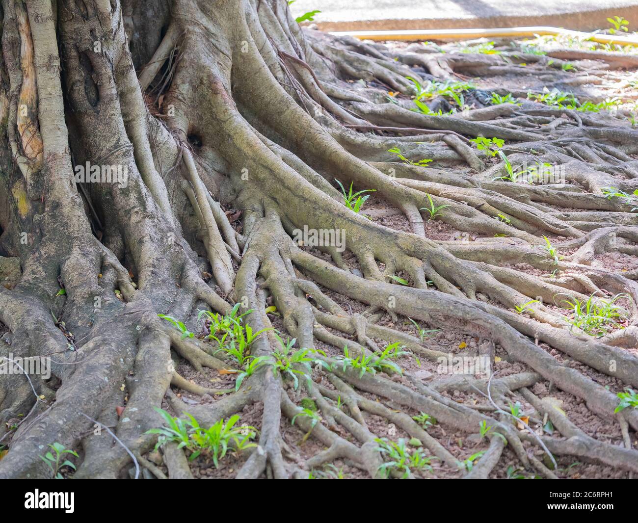 brown trunk of banyan tree forest background Stock Photo - Alamy