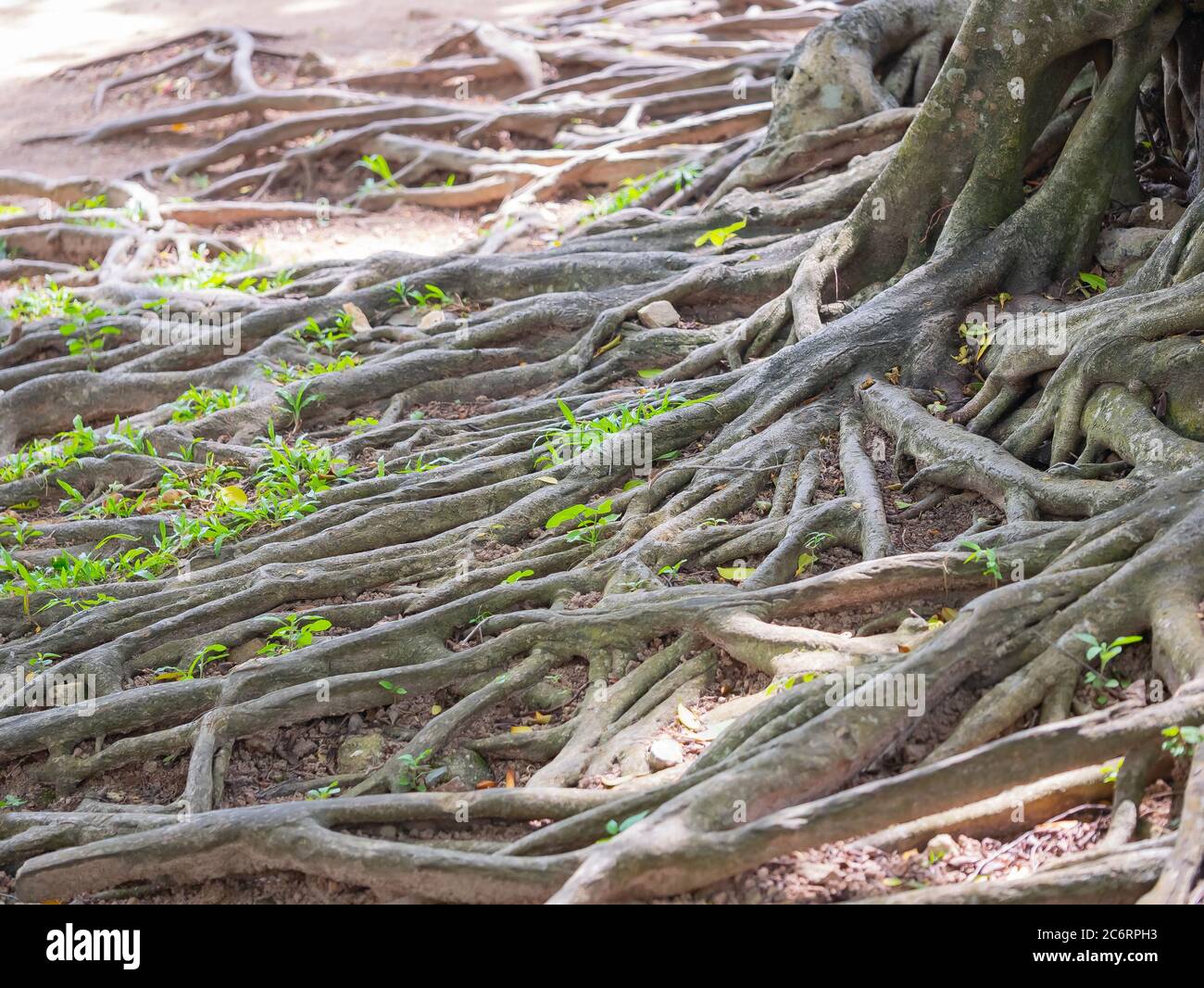 brown trunk of banyan tree forest background Stock Photo - Alamy