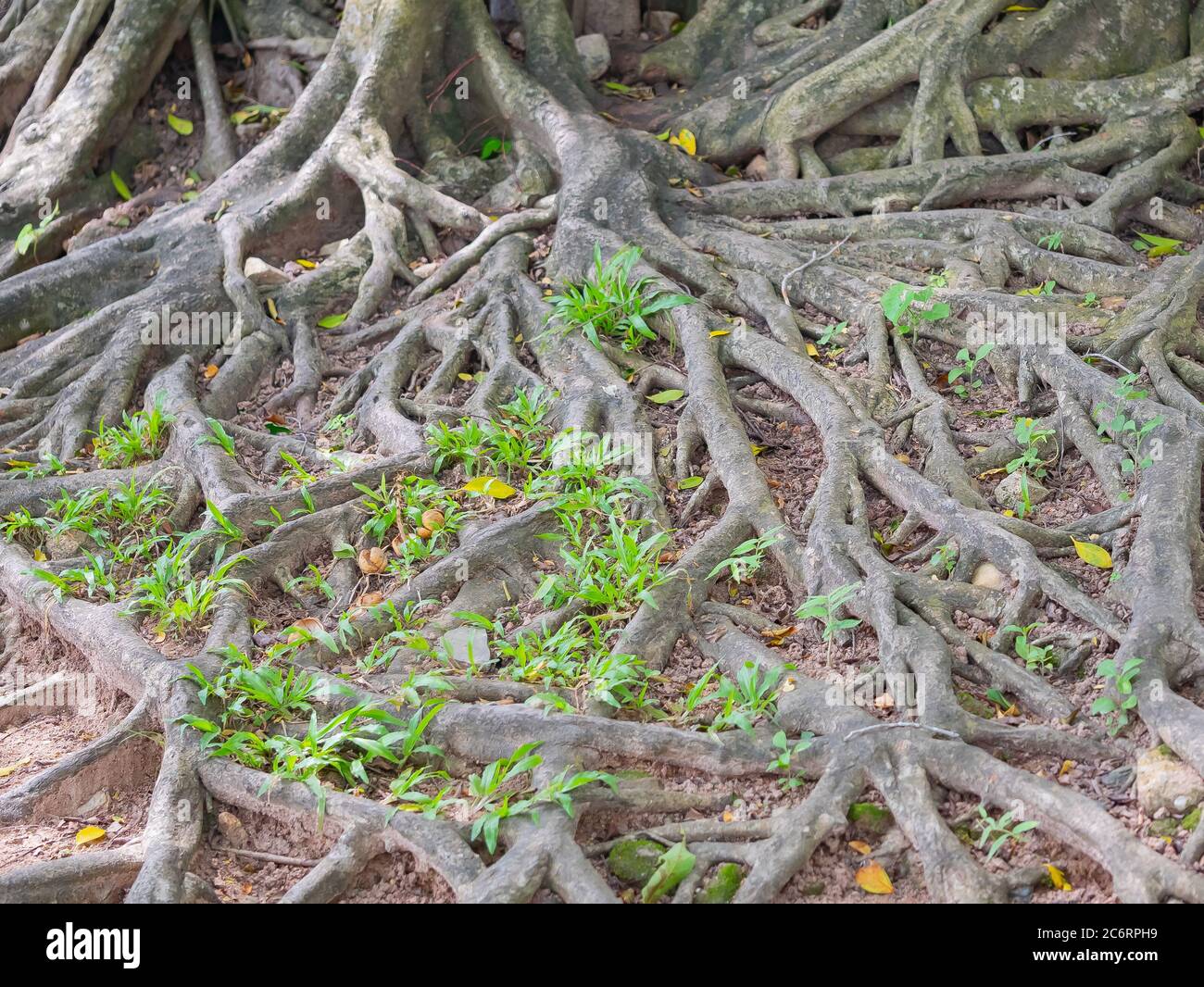 brown trunk of banyan tree forest background Stock Photo - Alamy