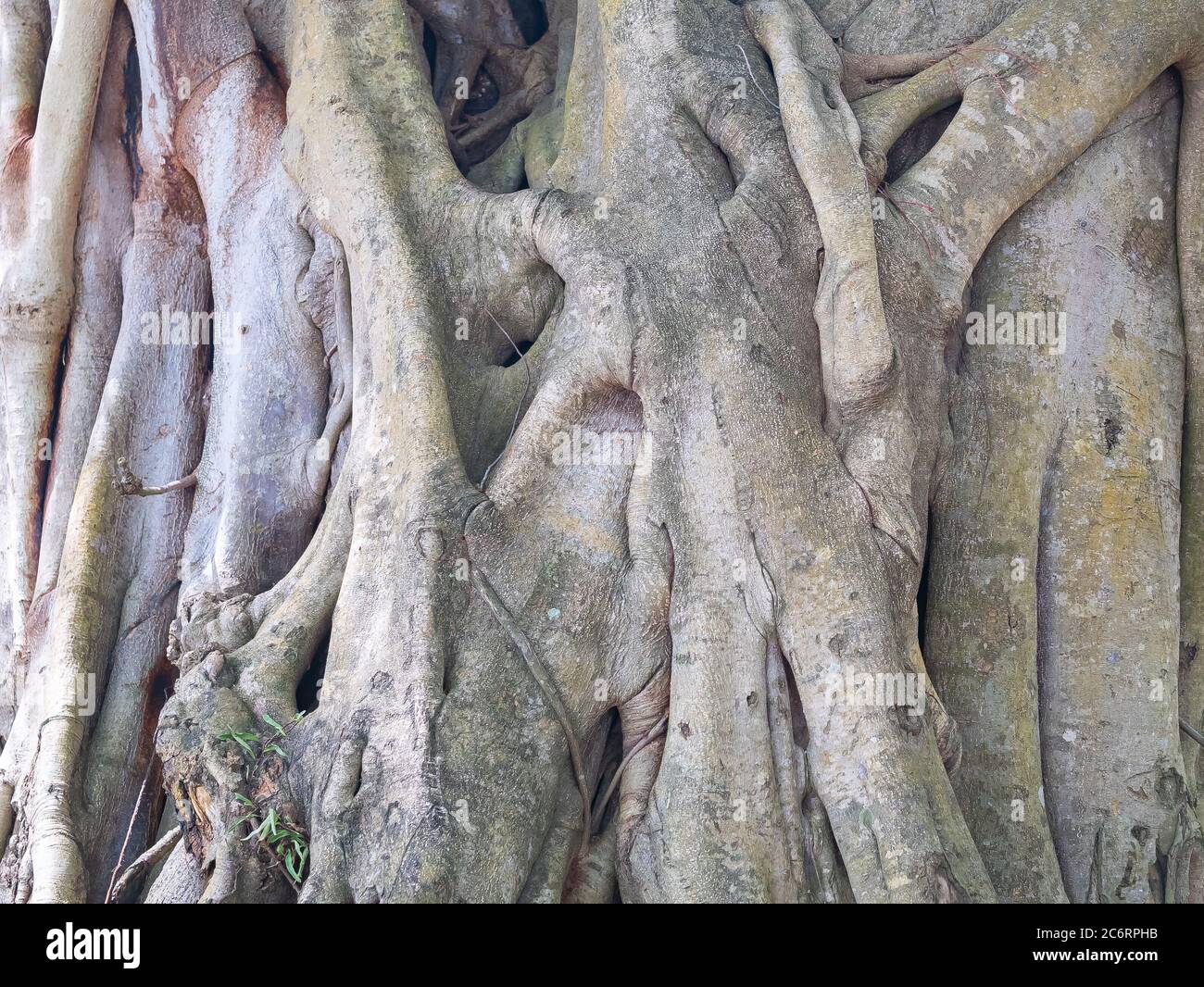 brown trunk of banyan tree forest background Stock Photo - Alamy