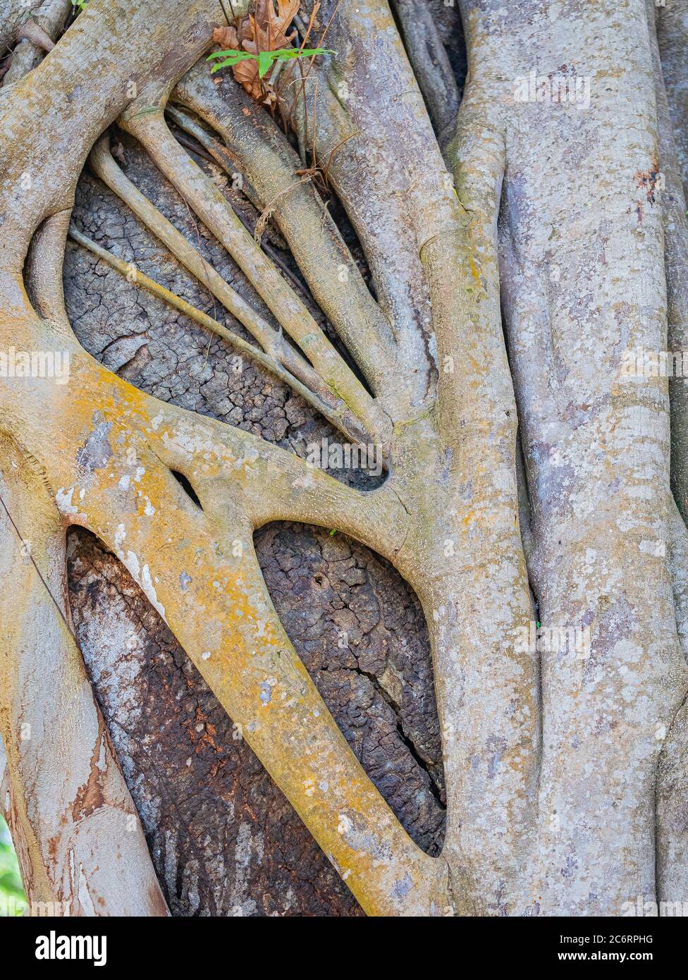brown trunk of banyan tree forest background Stock Photo - Alamy
