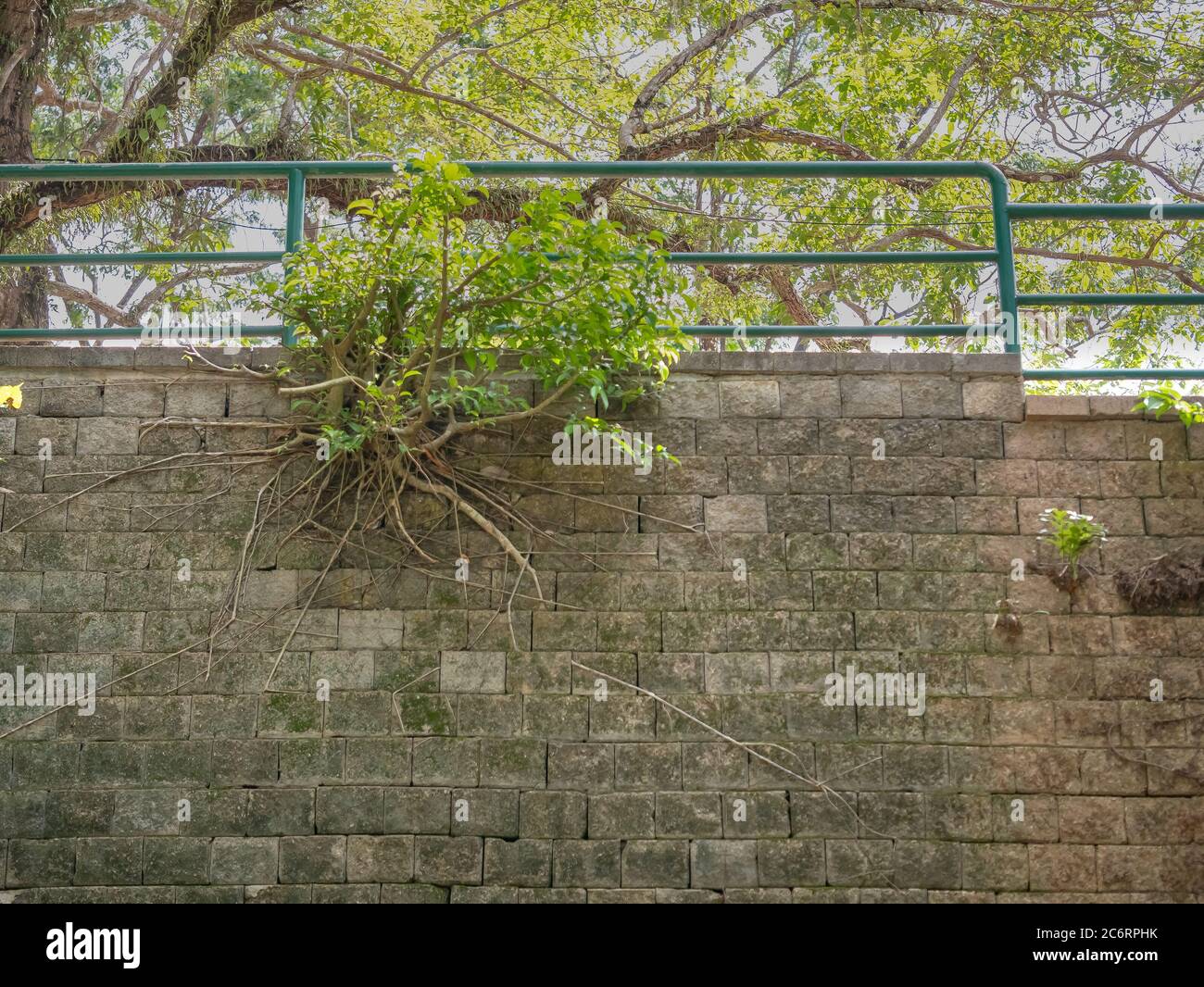 green bush tree on concrete blocks wall background Stock Photo - Alamy