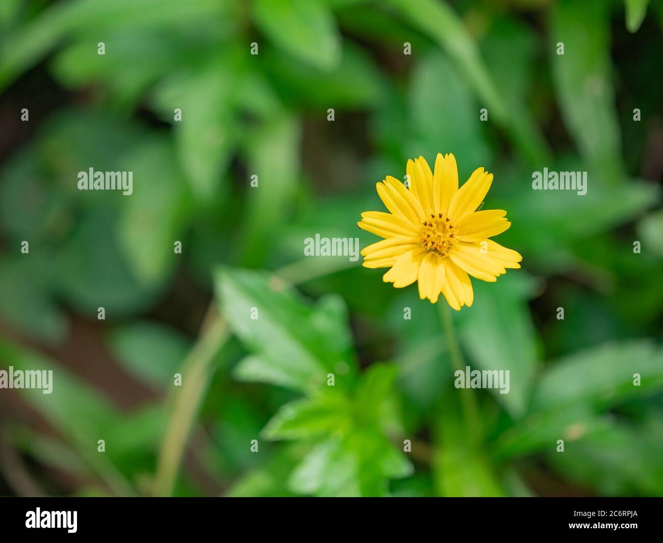 Wedelia trilobata ,Sphagneticola trilobata (Creeping daisy, Trailing ...