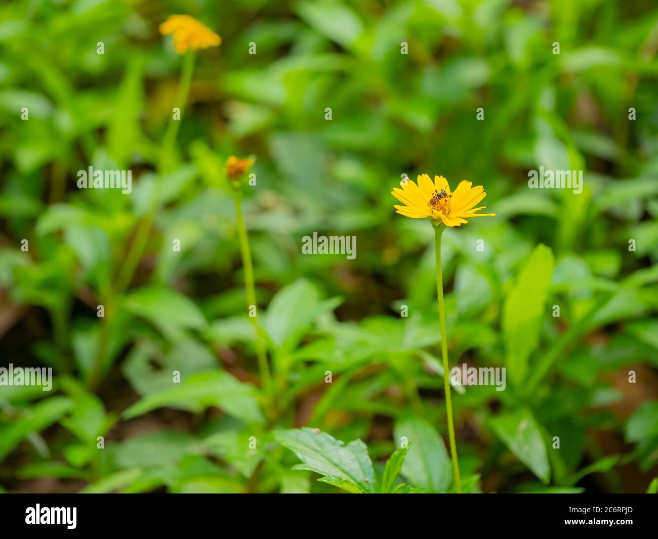 Ox paw hi-res stock photography and images - Alamy