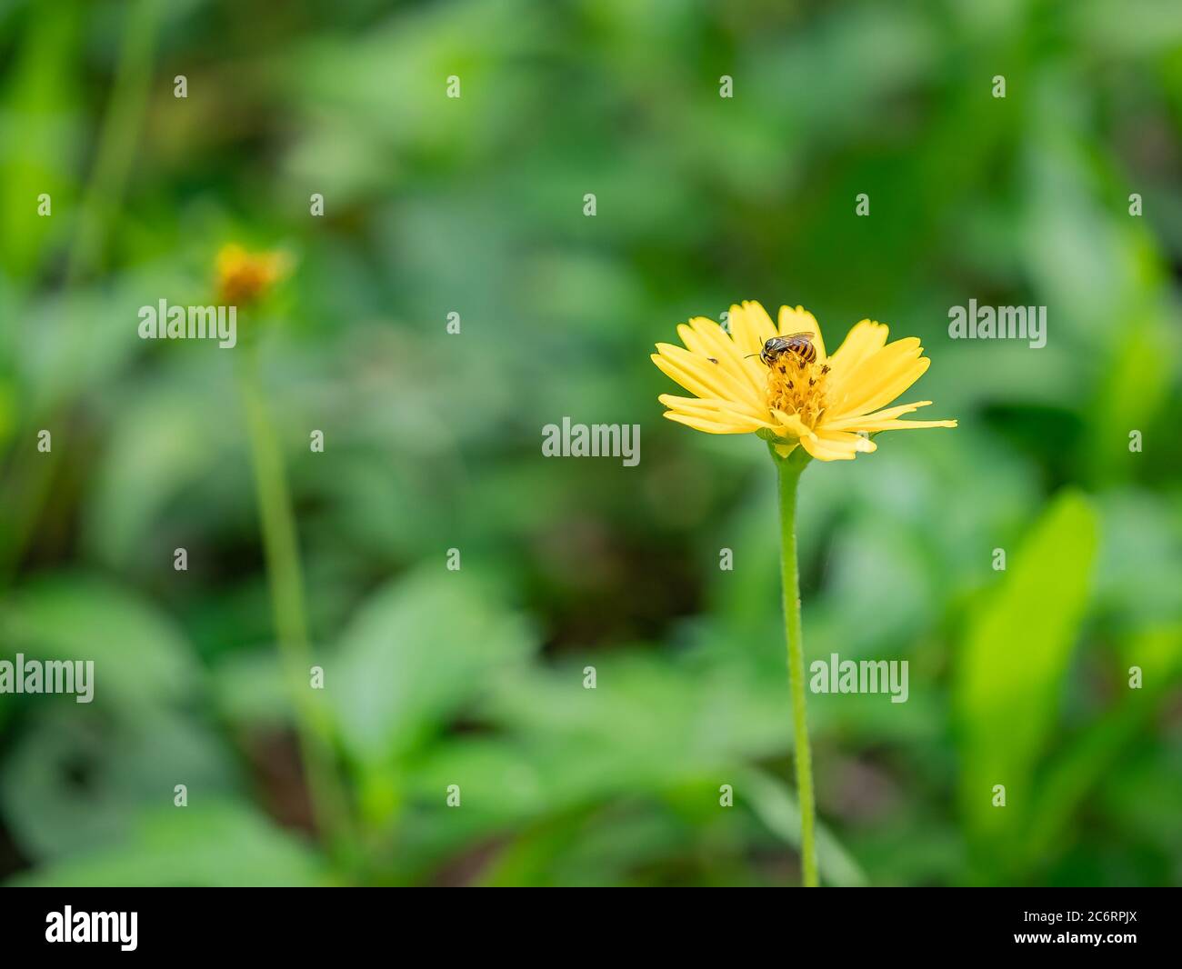 Wedelia trilobata ,Sphagneticola trilobata (Creeping daisy, Trailing ...