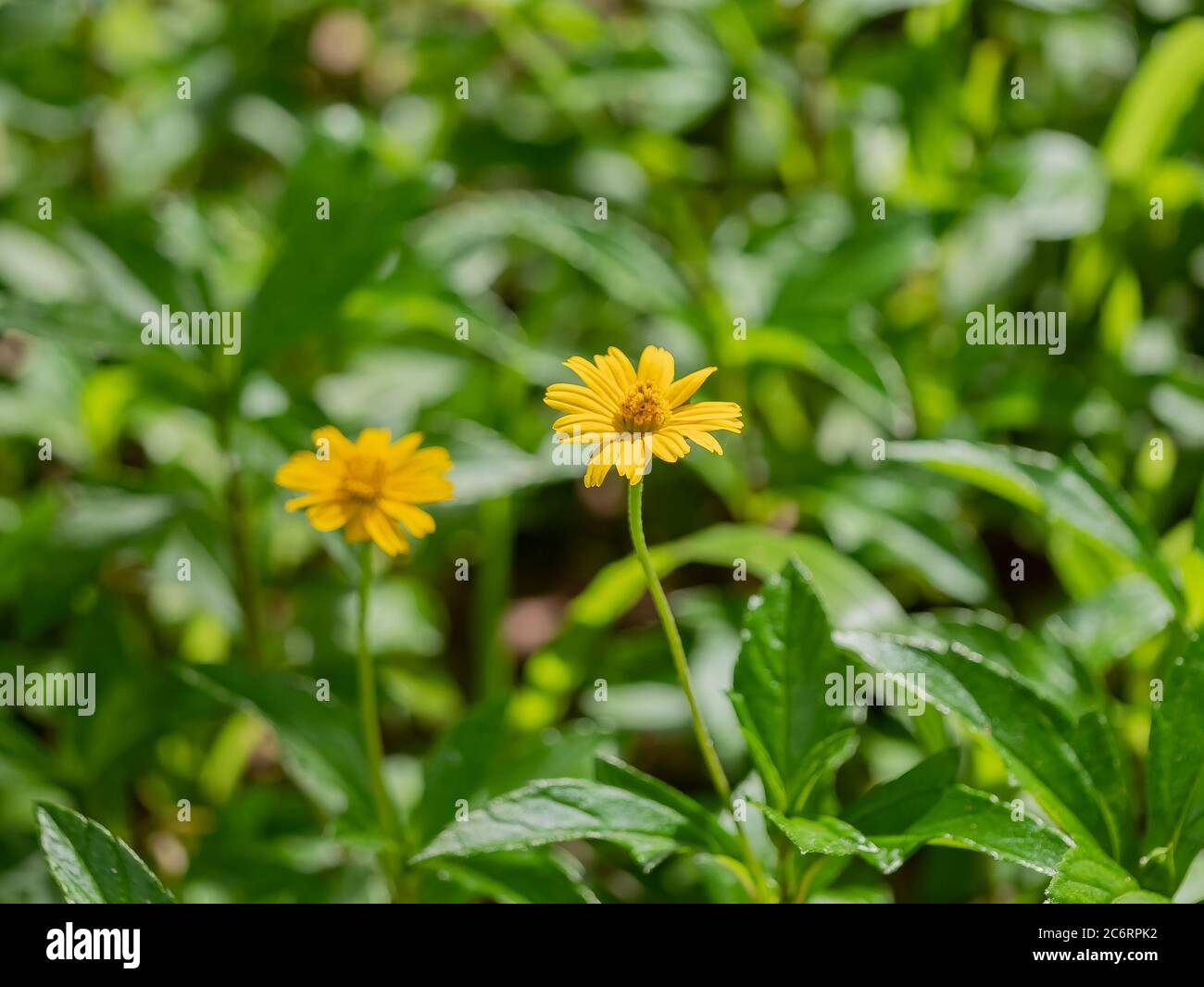 Wedelia trilobata ,Sphagneticola trilobata (Creeping daisy, Trailing ...