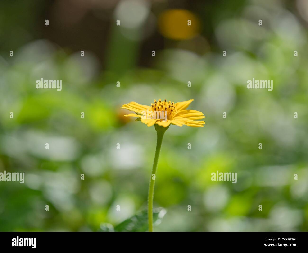 Wedelia trilobata ,Sphagneticola trilobata (Creeping daisy, Trailing ...