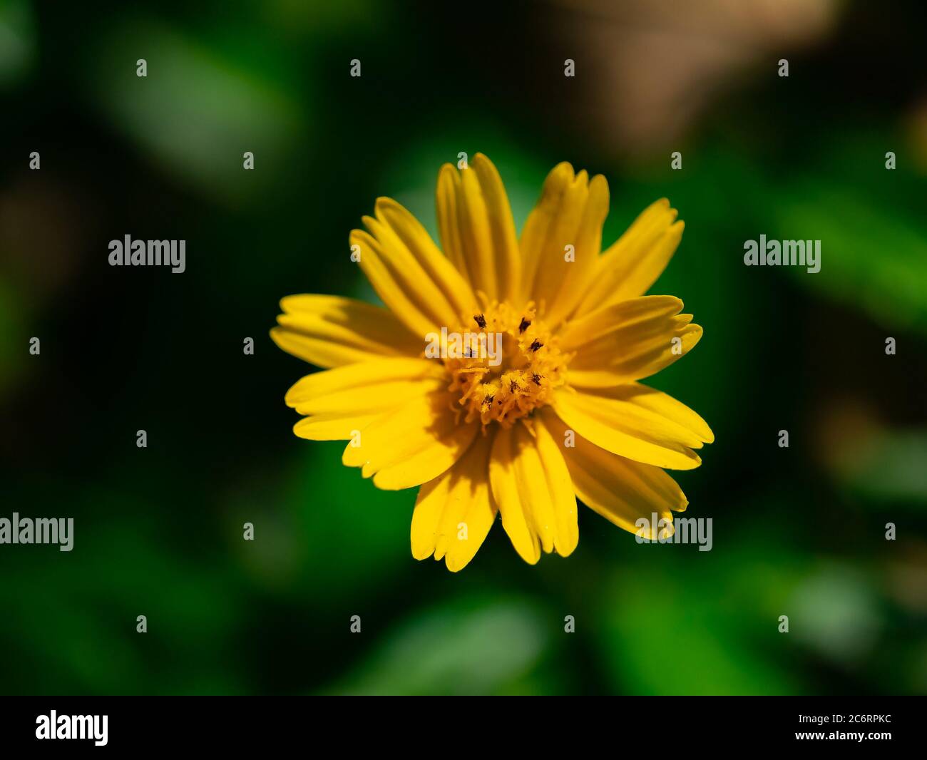 Wedelia trilobata ,Sphagneticola trilobata (Creeping daisy, Trailing ...