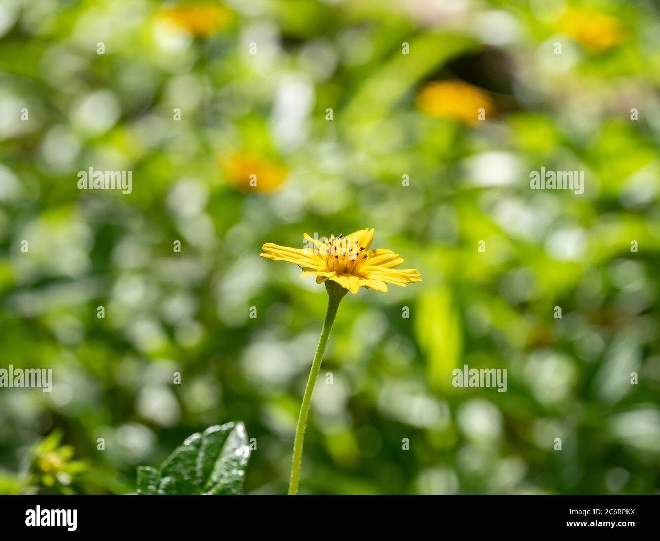 Wedelia trilobata ,Sphagneticola trilobata (Creeping daisy, Trailing ...