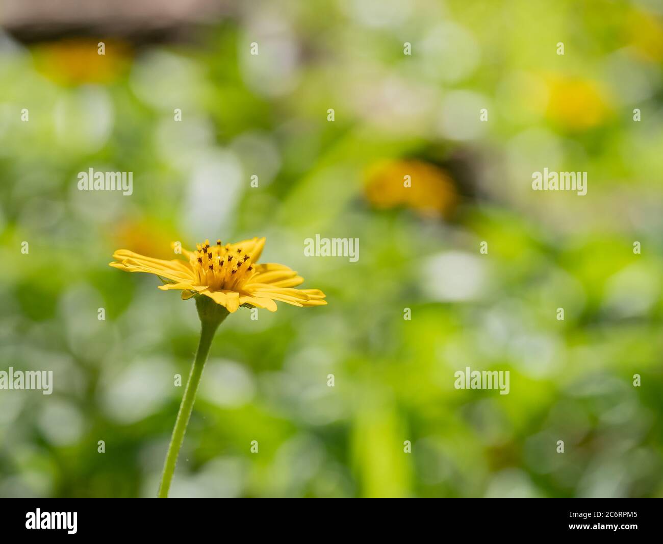 Wedelia trilobata ,Sphagneticola trilobata (Creeping daisy, Trailing ...