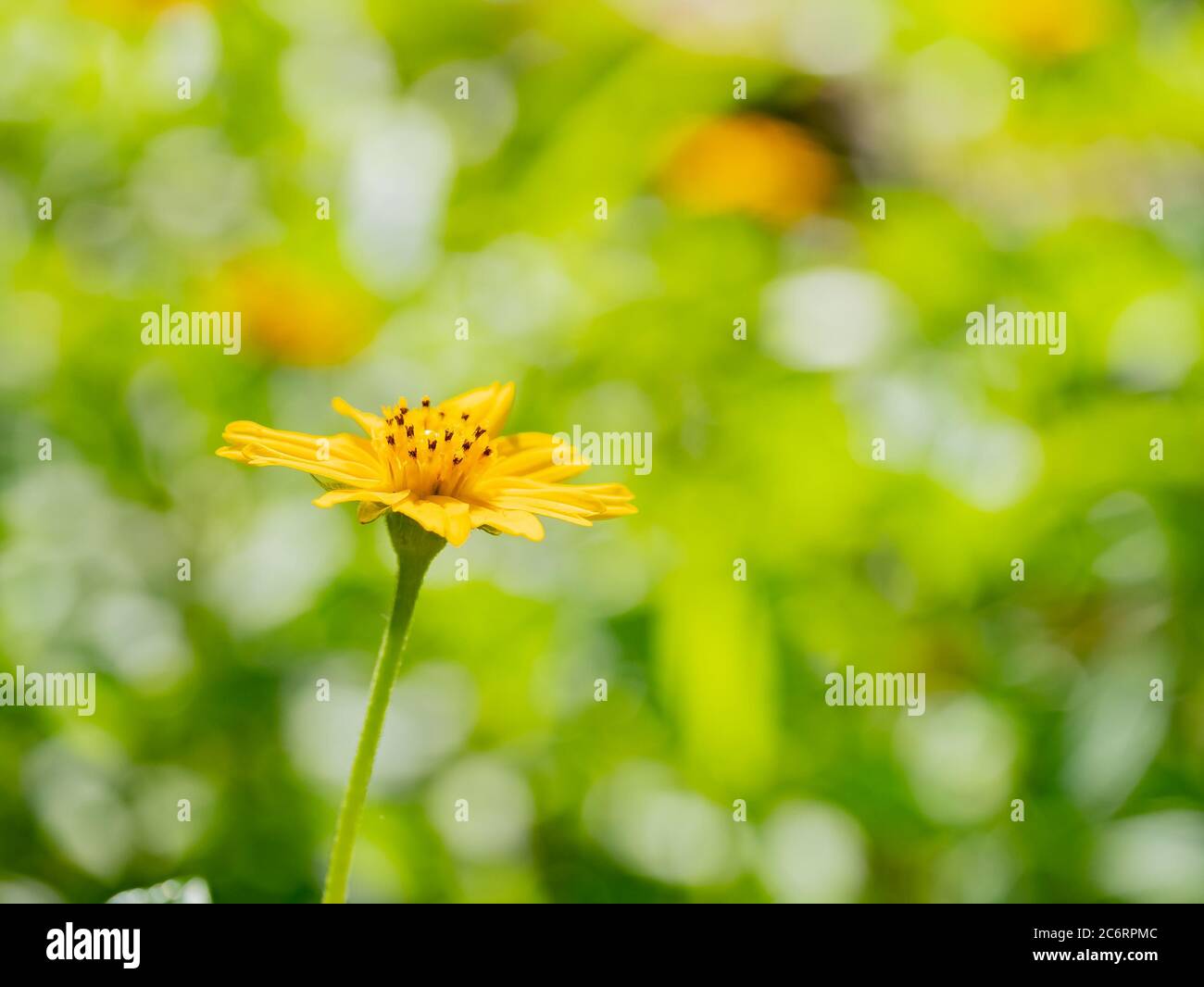 Wedelia trilobata ,Sphagneticola trilobata (Creeping daisy, Trailing ...