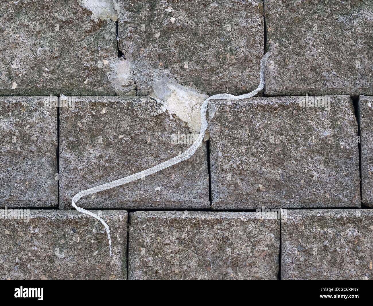 Snake carcass molting on concrete blocks wall background Stock Photo ...