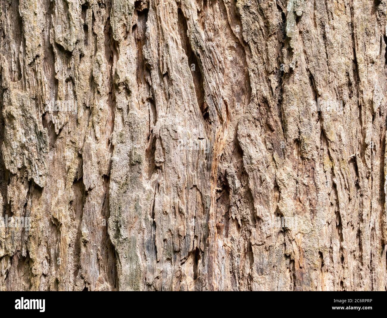 full frame bark of tree for natural background and texture Stock Photo ...