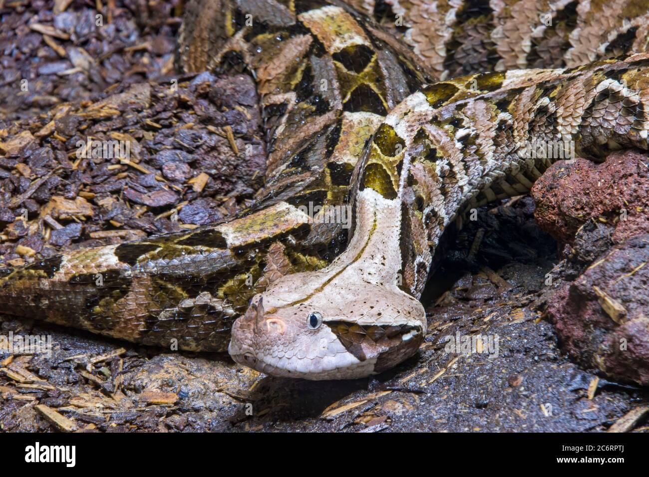 Bitis gabonica mouth hi-res stock photography and images - Alamy